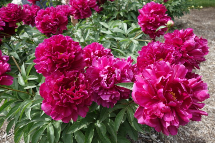 Beautiful Peony Varieties for Home and Garden