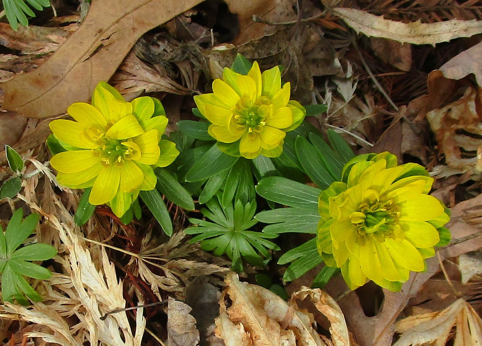 Rare Spring Flowers from a Plant Collector