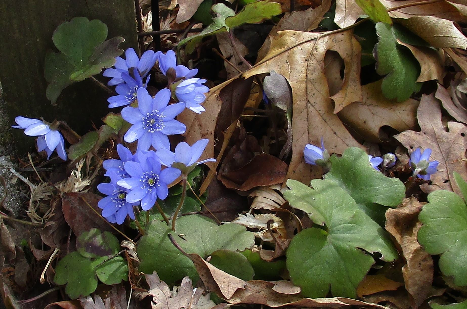 Rare Spring Flowers Part 2