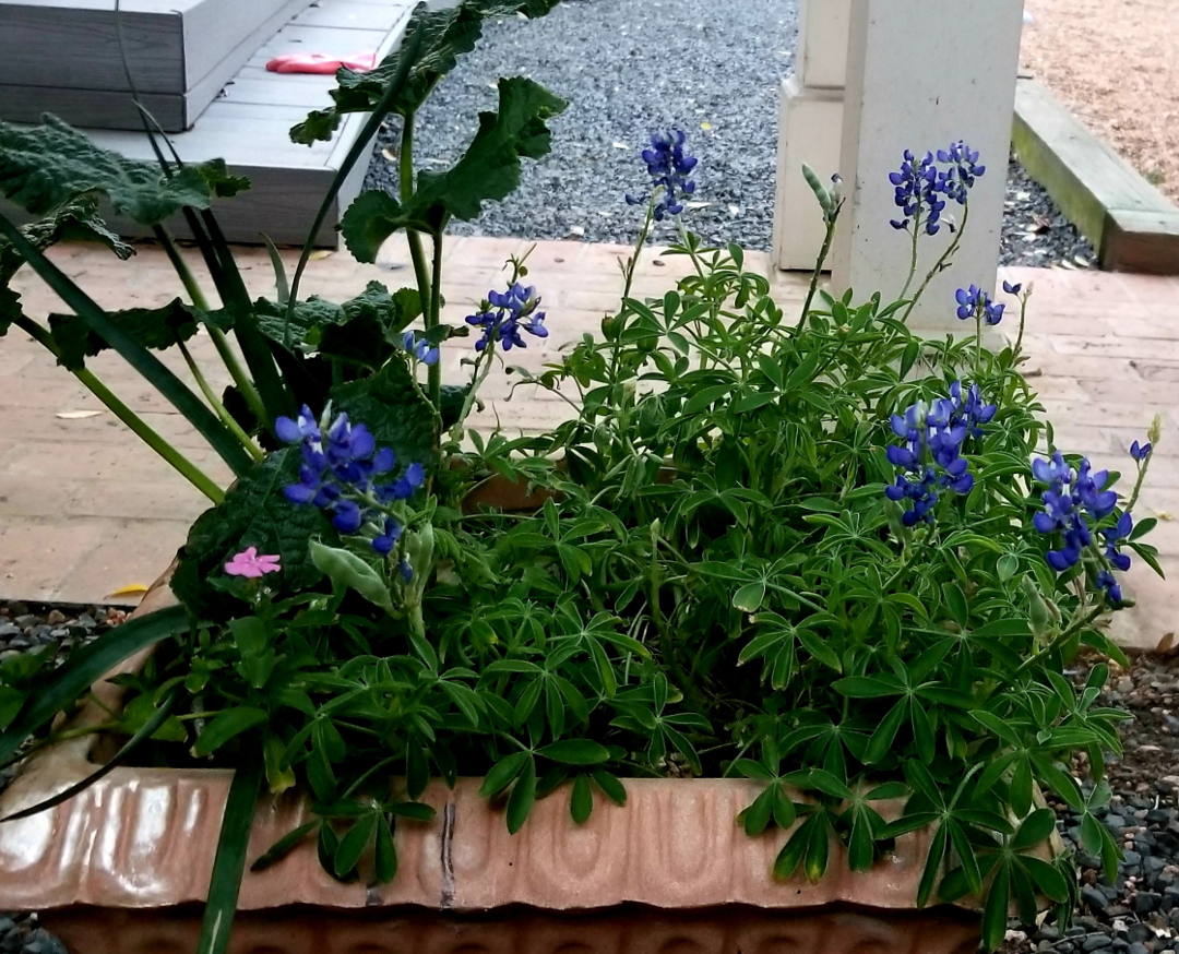 First Sprouts of a New Garden