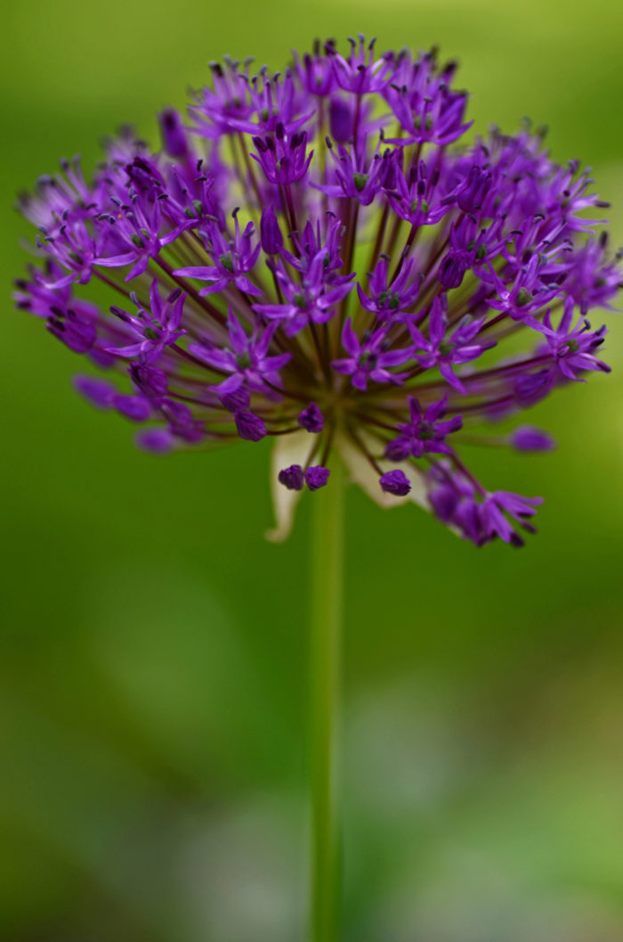 Shady Choices for Spring in an Iowa Garden
