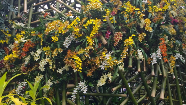 Spring Orchids - Fine Gardening