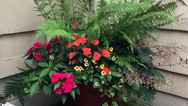 Year Round Outdoor Potted Plants
