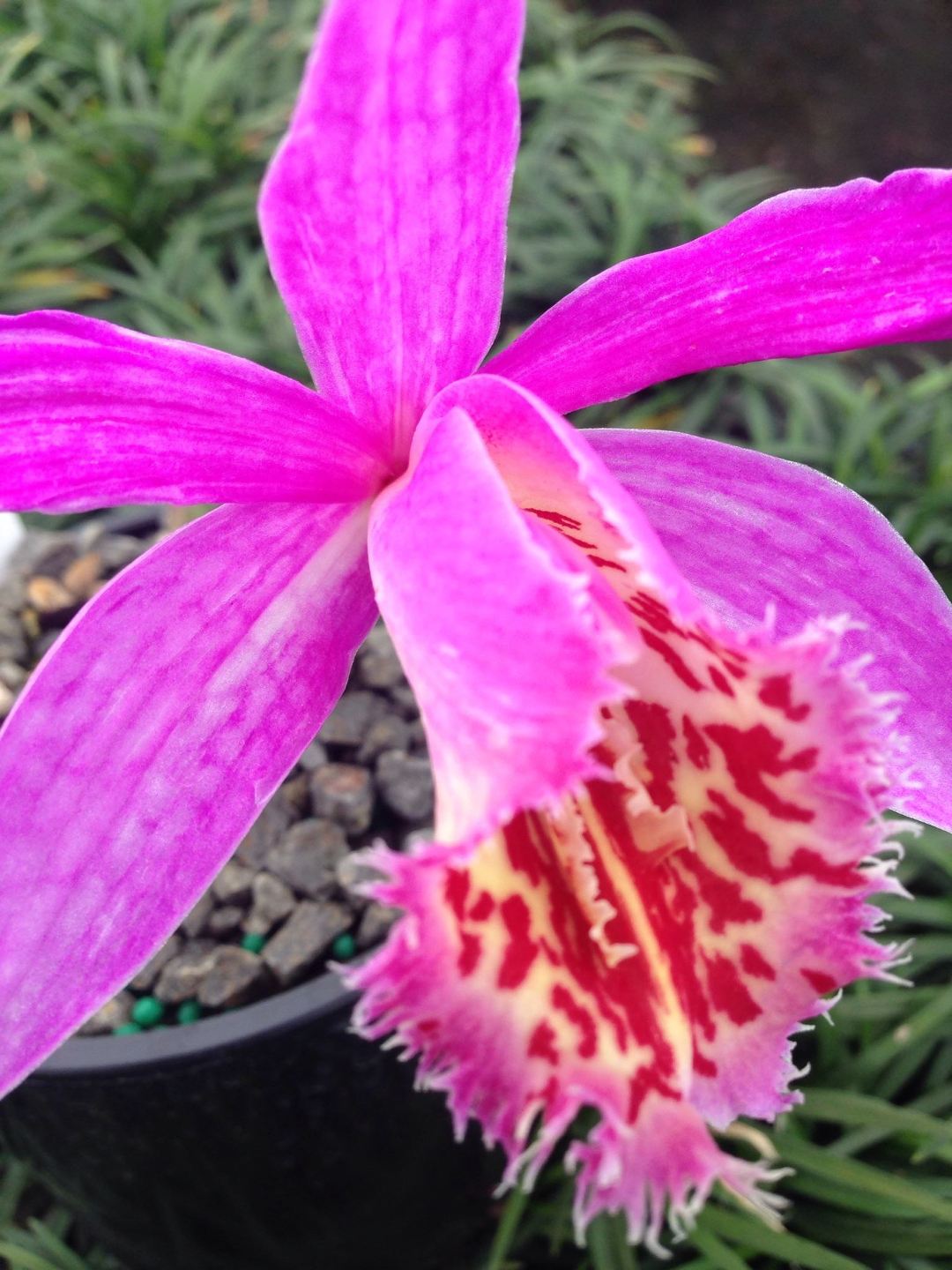 Spring Orchids - Fine Gardening