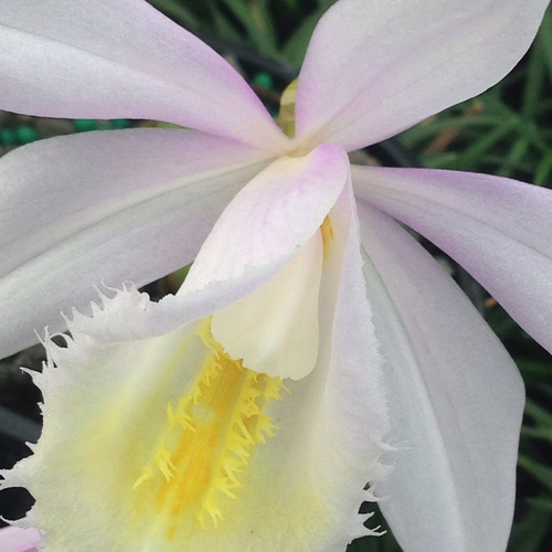 Spring Orchids - Fine Gardening