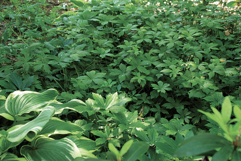 10 Ground Covers for Shade - Fine Gardening