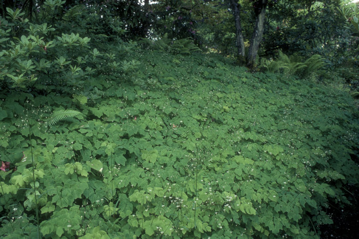 10 Ground Covers for Shade - Fine Gardening