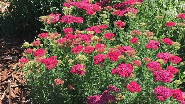 Loving the Swamp - FineGardening