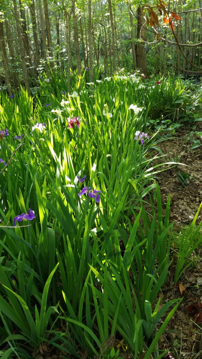 Loving the Swamp - Fine Gardening