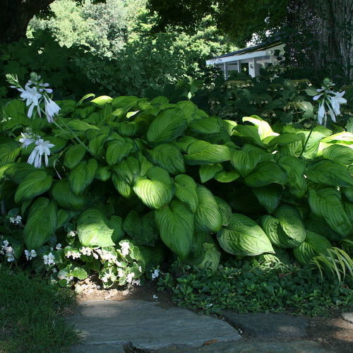 Episode 22: Hot Hostas - Fine Gardening