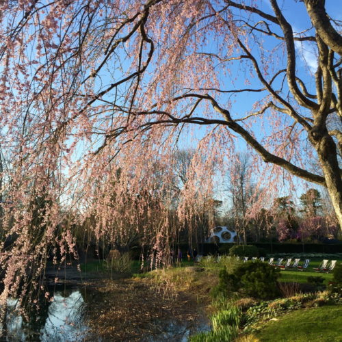 Rites of Spring - Fine Gardening