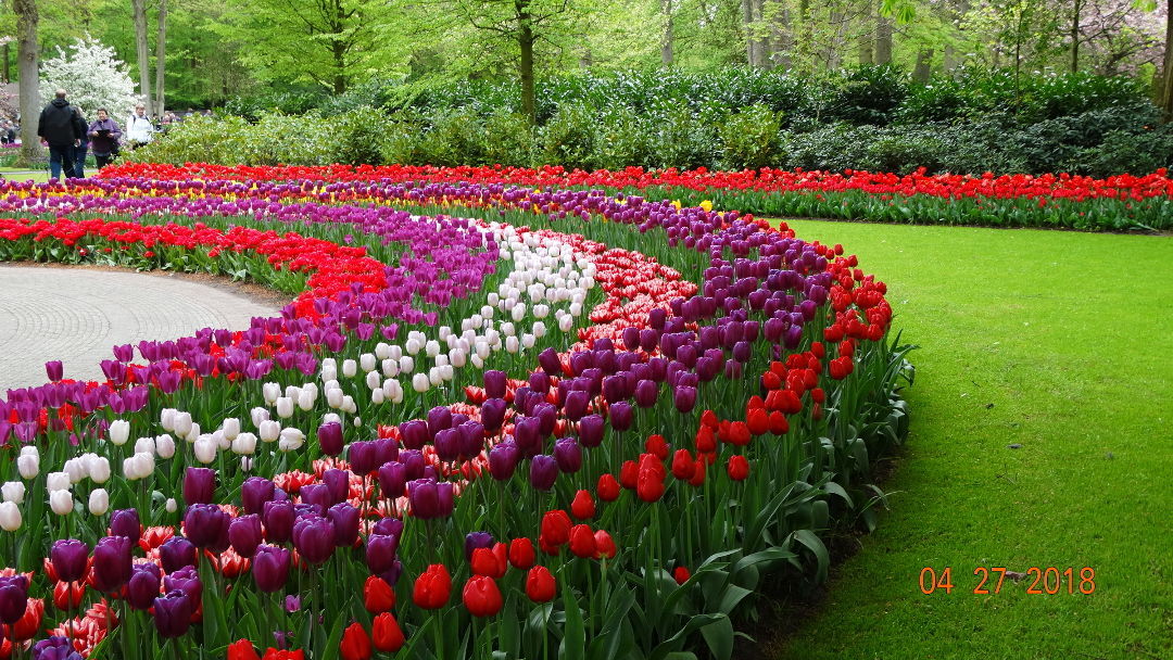 Dutch Tulip Extravaganza - Fine Gardening