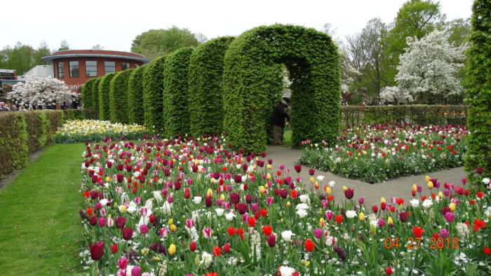 Dutch Tulip Extravaganza - Fine Gardening