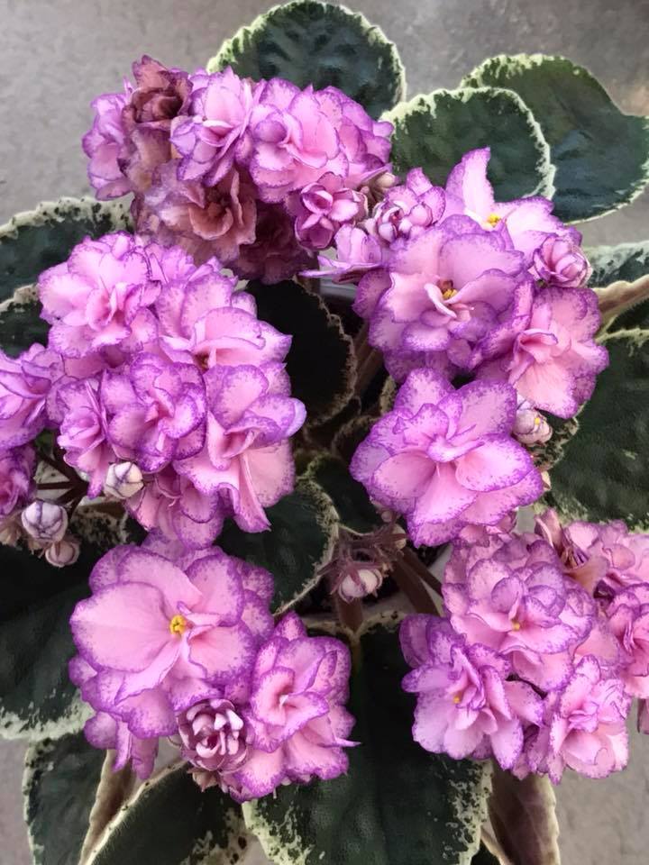 African Violets: What's Old is New Again