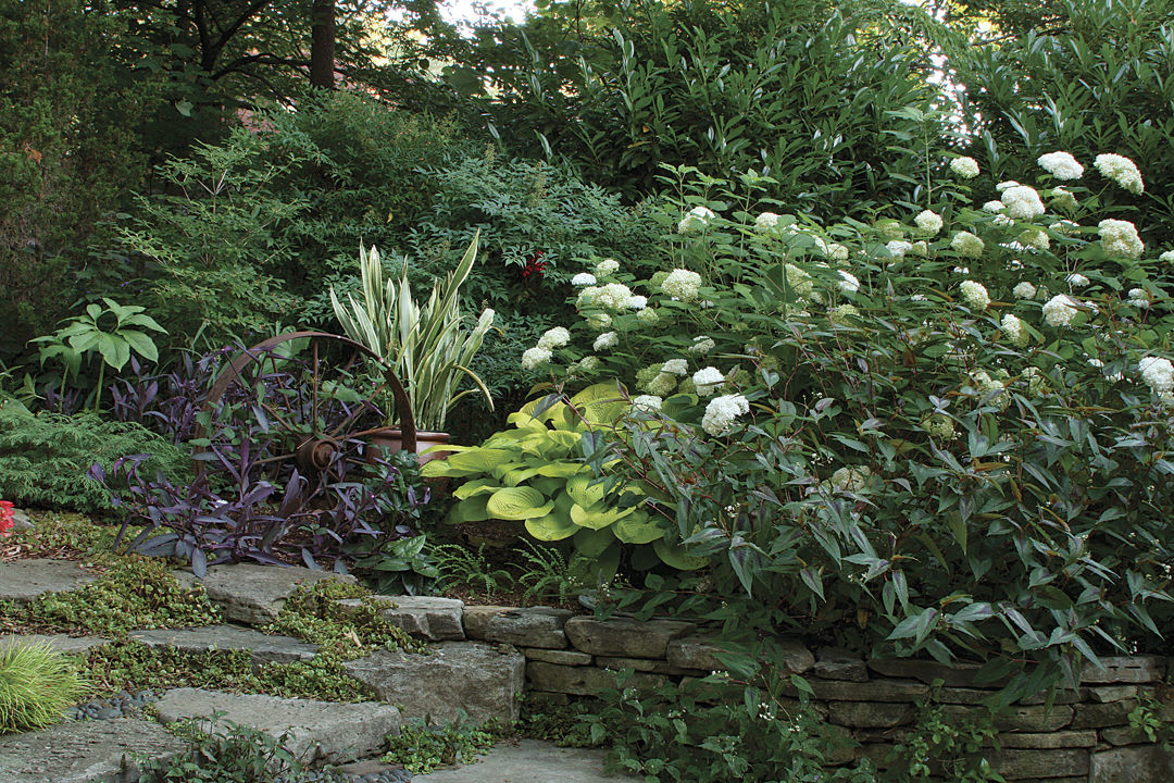 Dealing With Dry Shade - Fine Gardening