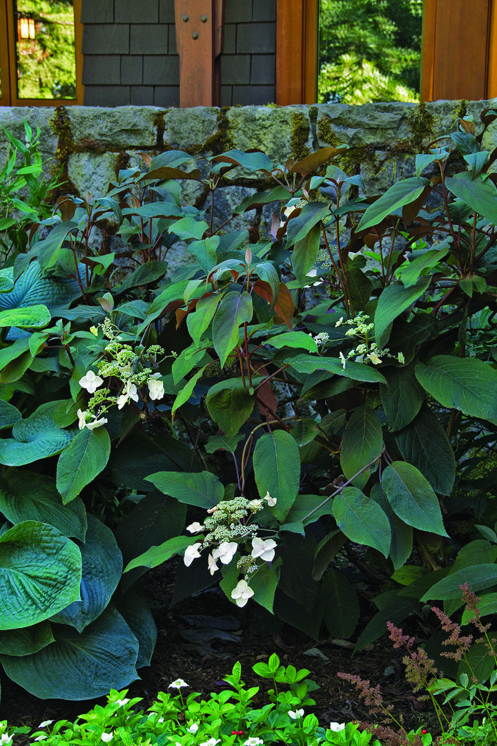 Unique Varieties of Common Plants - Fine Gardening