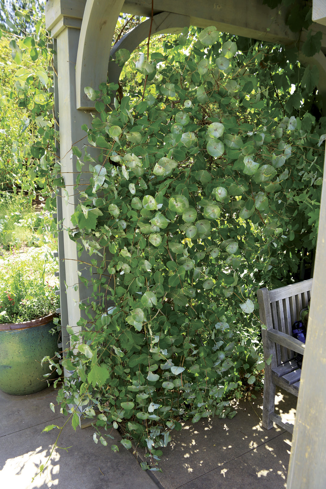 10 Water-Wise Plants - Fine Gardening