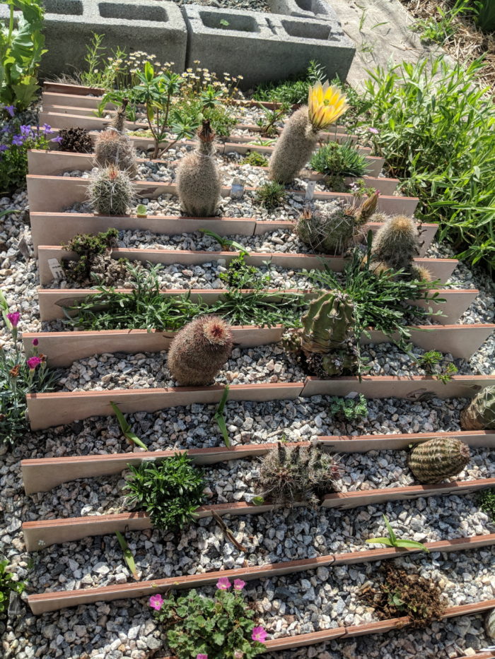 Build a Crevice Garden