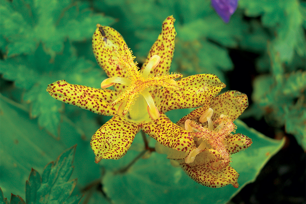 Colorful Plants for Shade - Fine Gardening