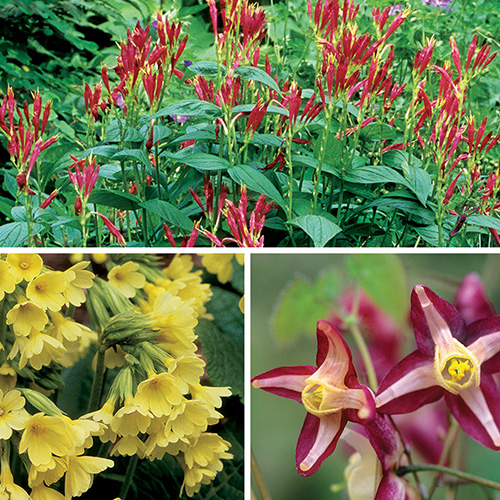 Colorful Plants for Shade - Fine Gardening