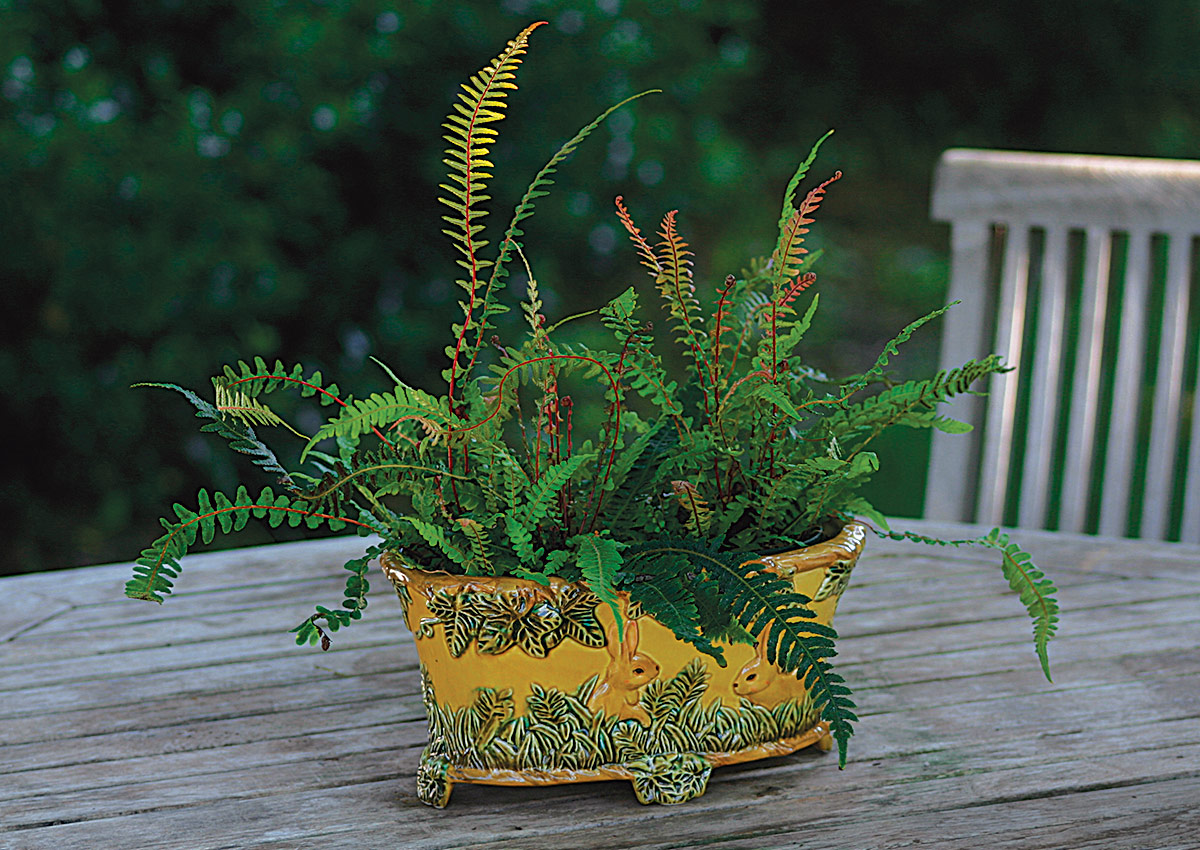 Designing Tabletop Containers - FineGardening