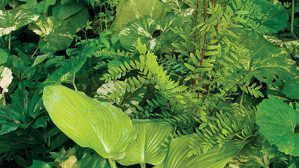 A Garden in 40 Shades of Green - Fine Gardening
