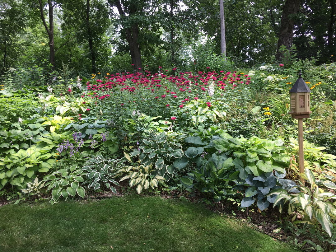 Eliminating Invasive Weeds to Make a Garden - Fine Gardening