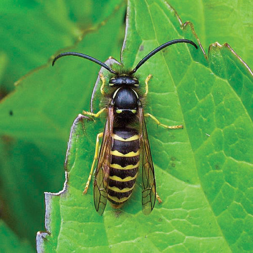 12 Types of Critters You Find in Your Compost and How They Help - Fine ...