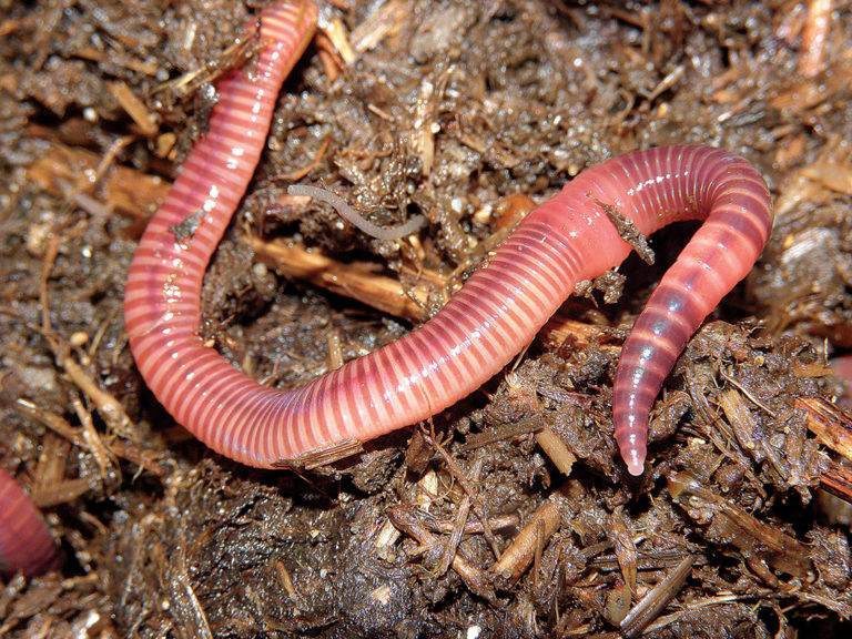 12 Types of Critters You Find in Your Compost and How They Help - Fine ...