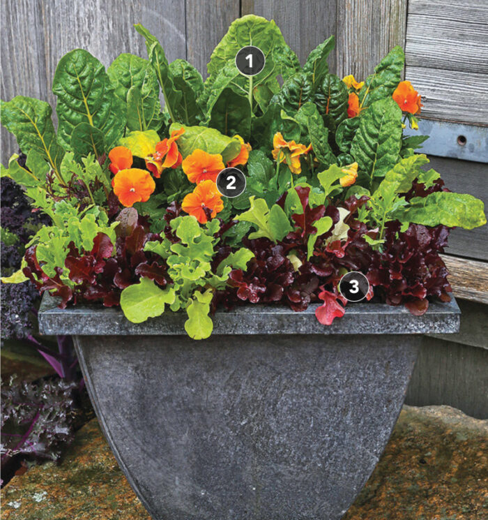 Autumn Pots Minus the Mums - Fine Gardening