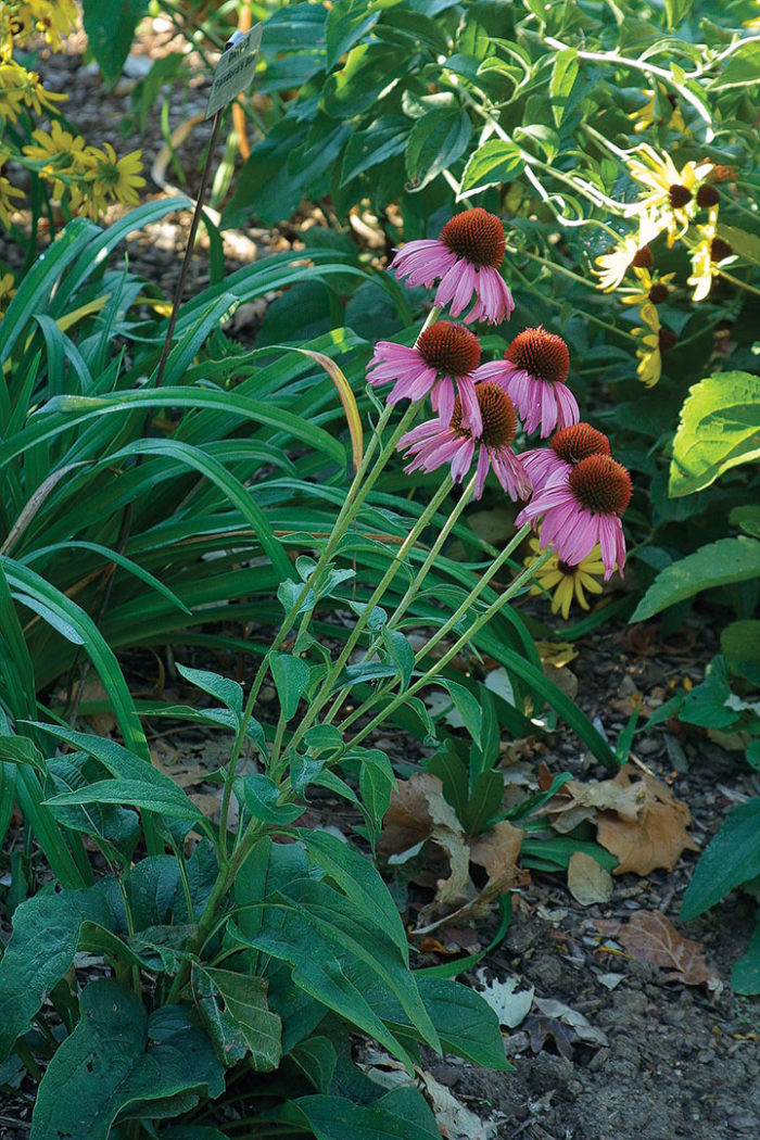 Plants for a Rain Garden - Fine Gardening