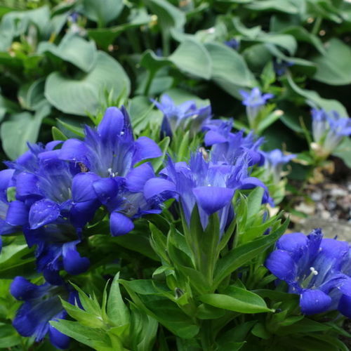 Favorite Plants of Fall - Fine Gardening