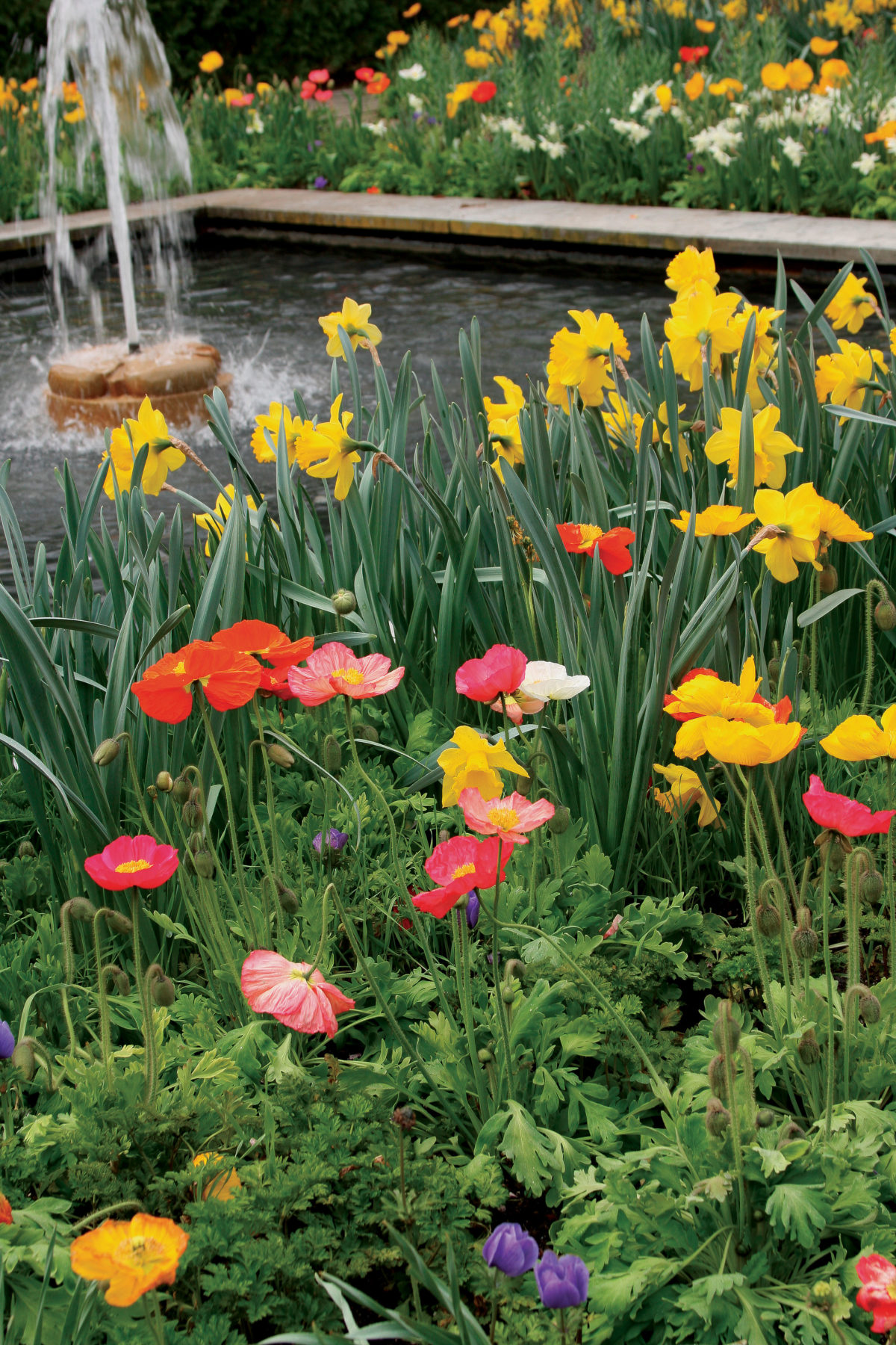 12 Spring Bulb Designs to Plant Now