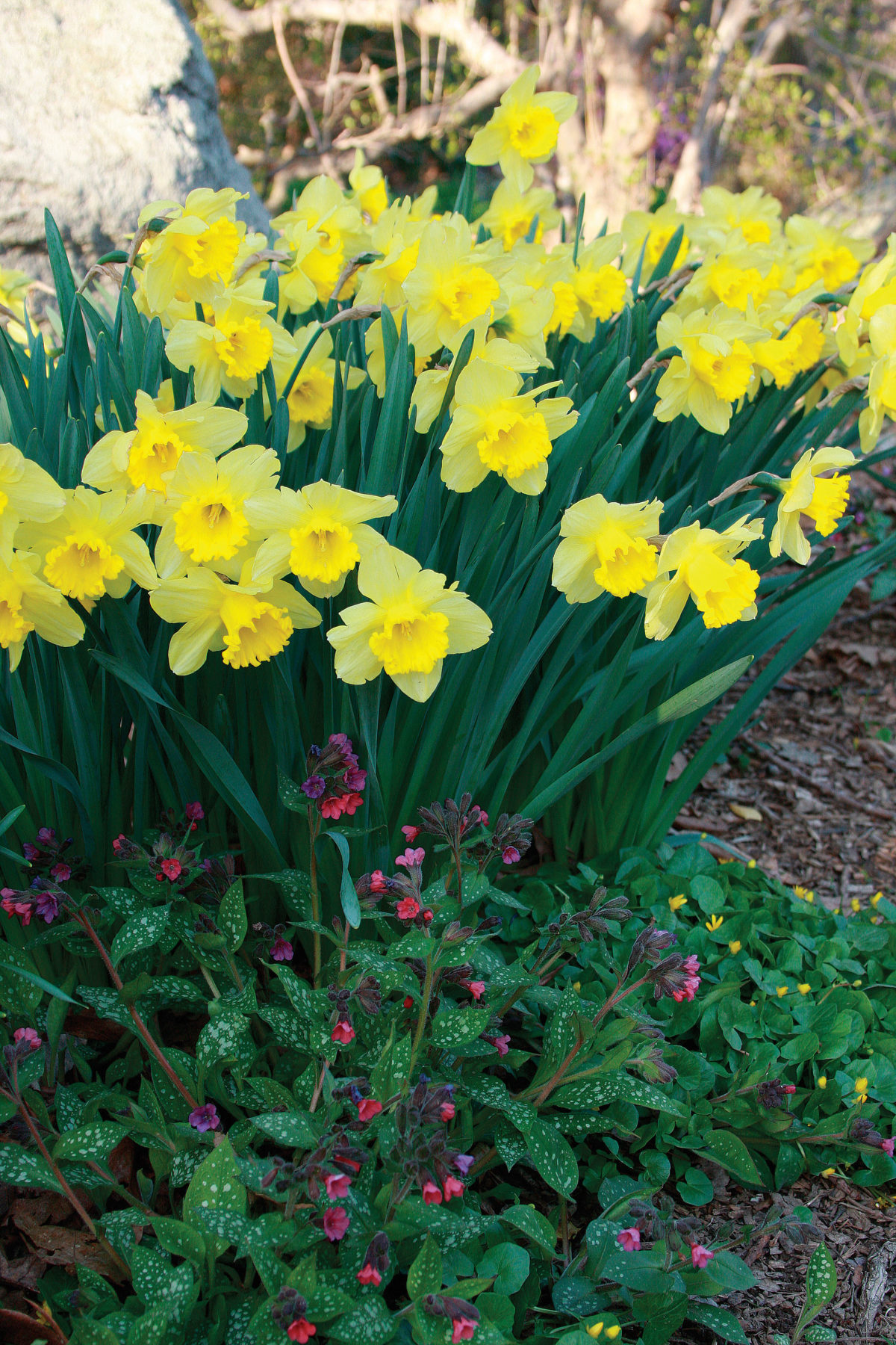 12 Spring Bulb Designs to Plant Now