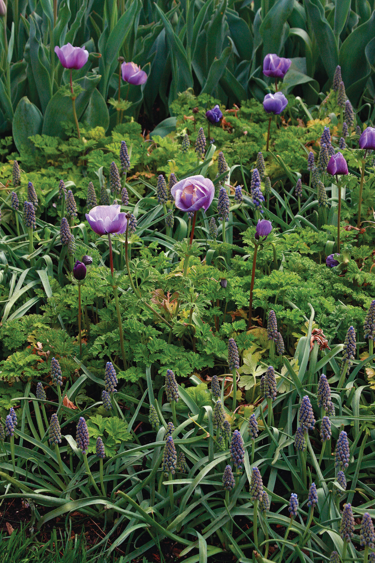 12 Spring Bulb Designs to Plant Now