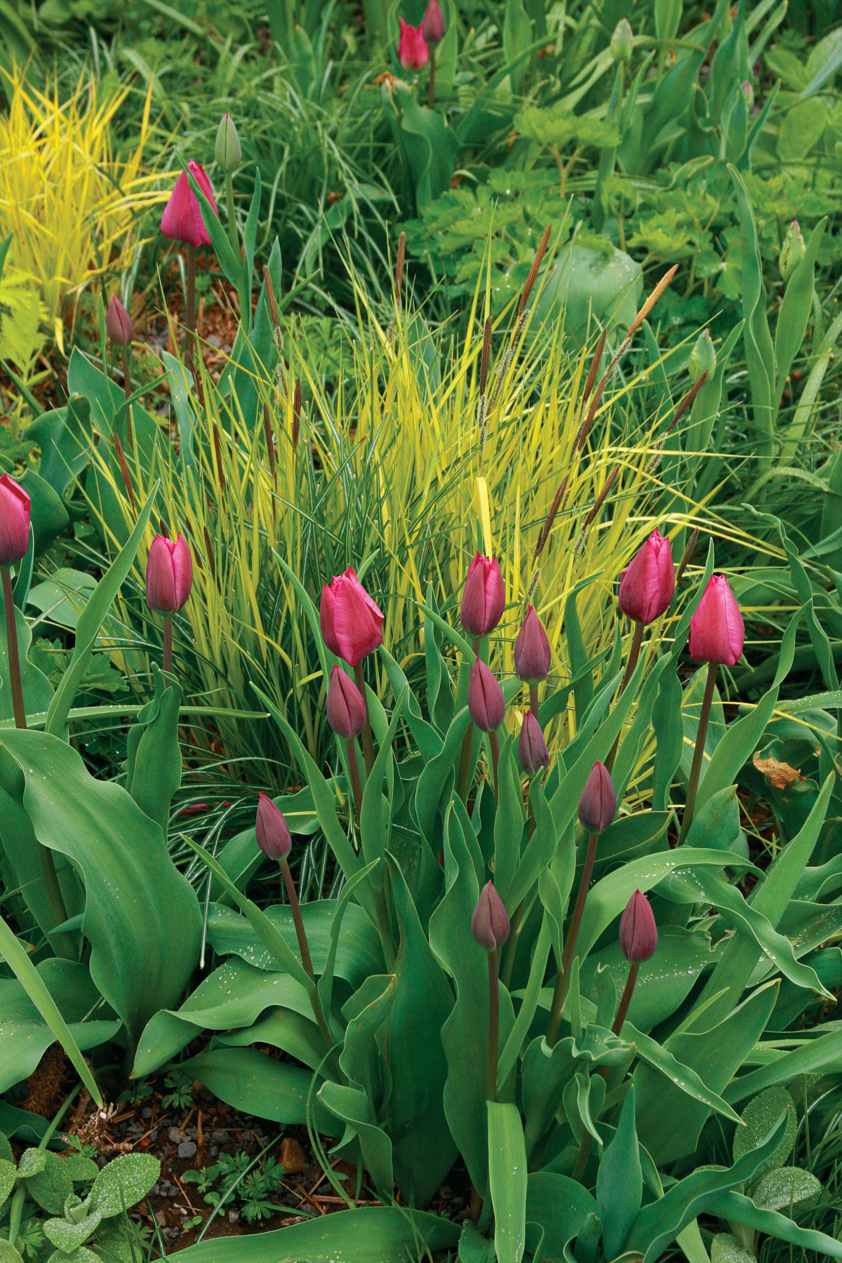 12 Spring Bulb Designs to Plant Now