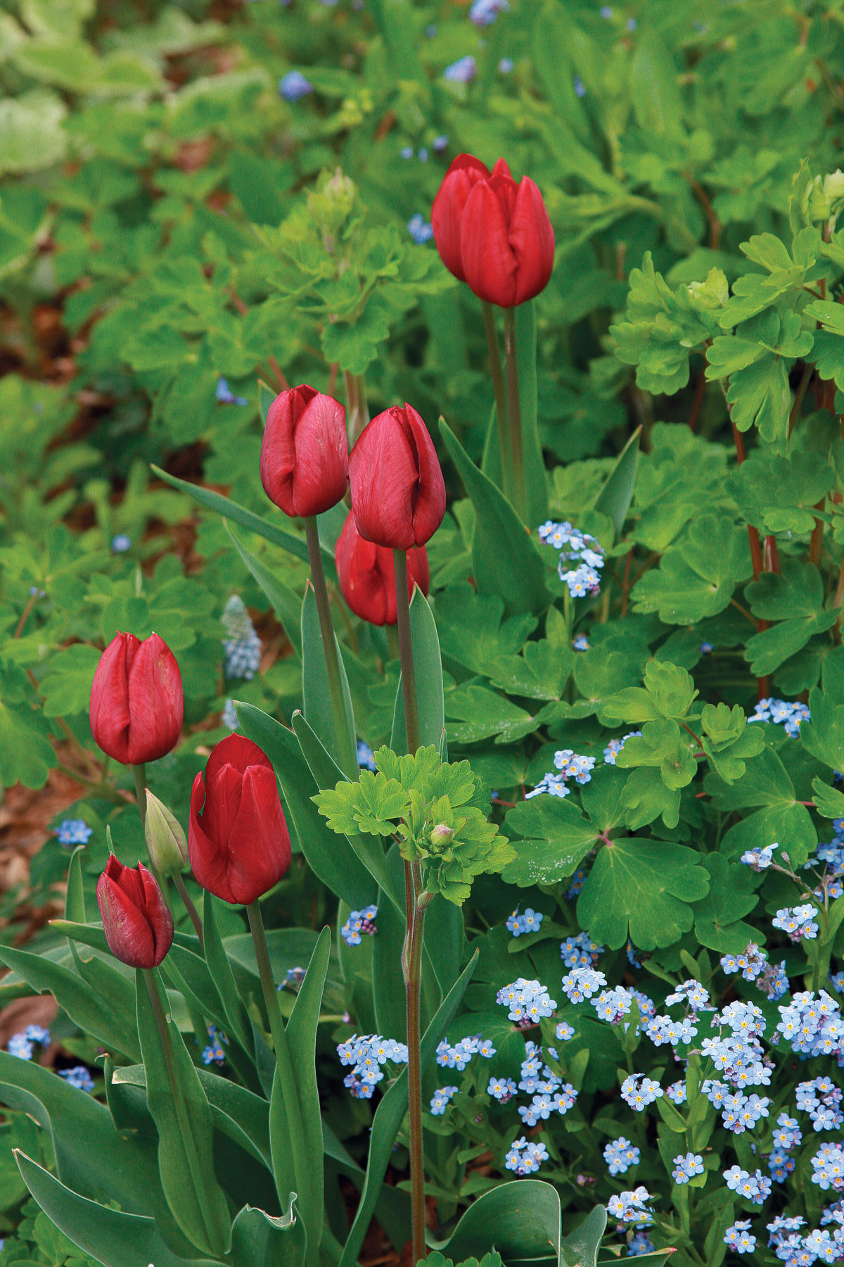 12 Spring Bulb Designs to Plant Now