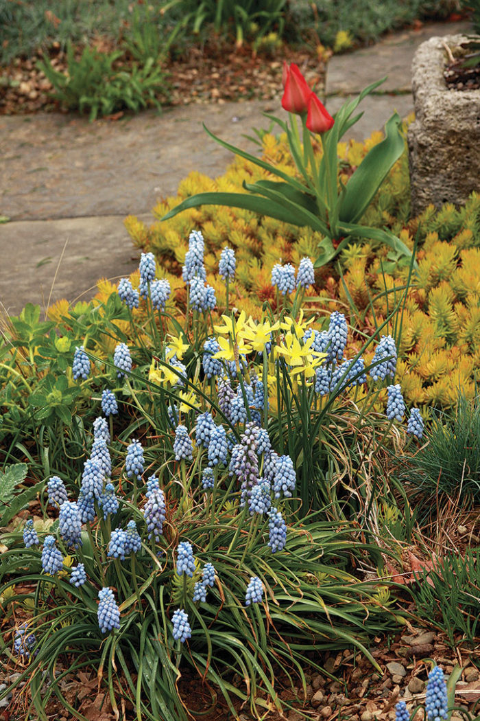 12 Spring Bulb Designs to Plant Now