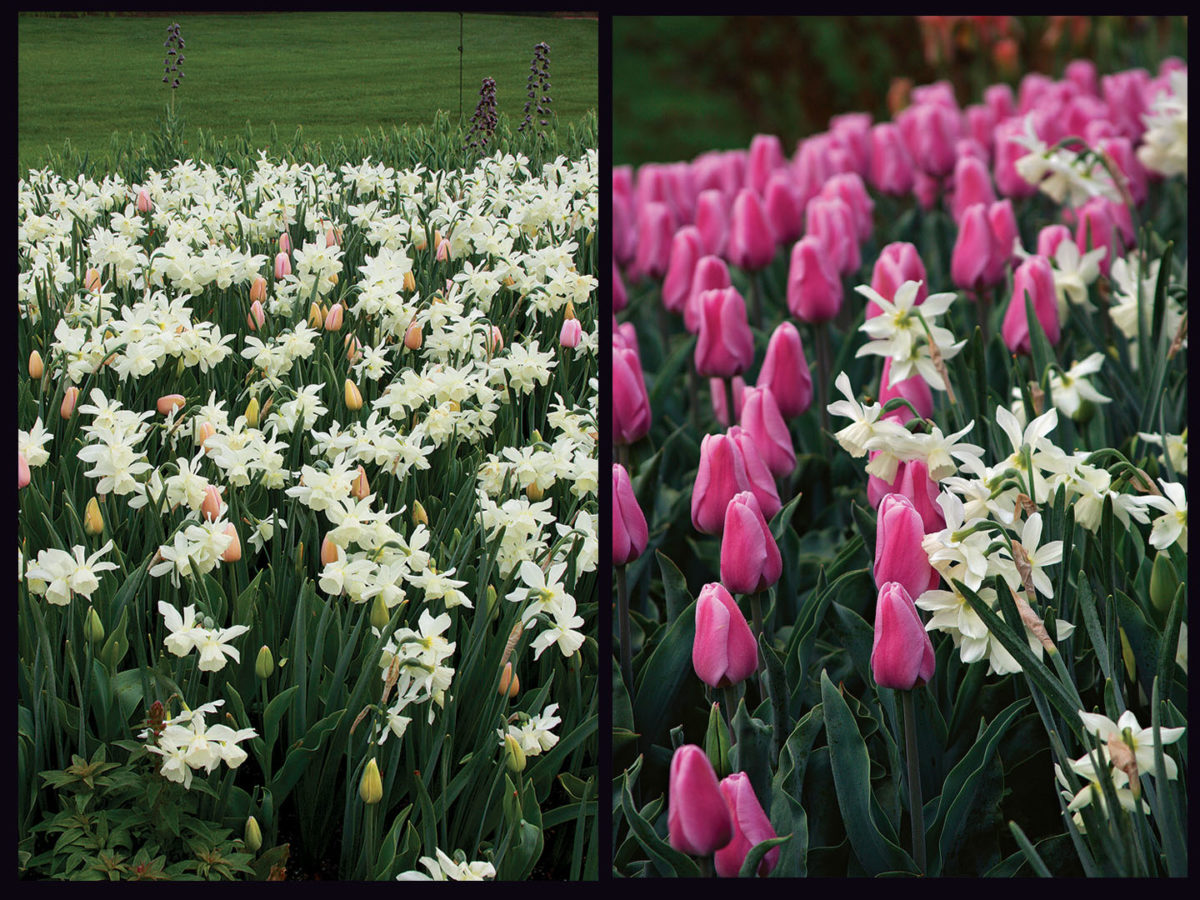 12 Spring Bulb Designs to Plant Now