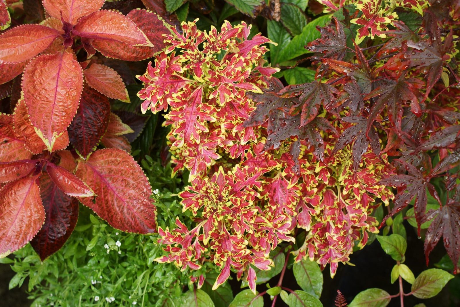 Plants That Worked This Summer - Fine Gardening