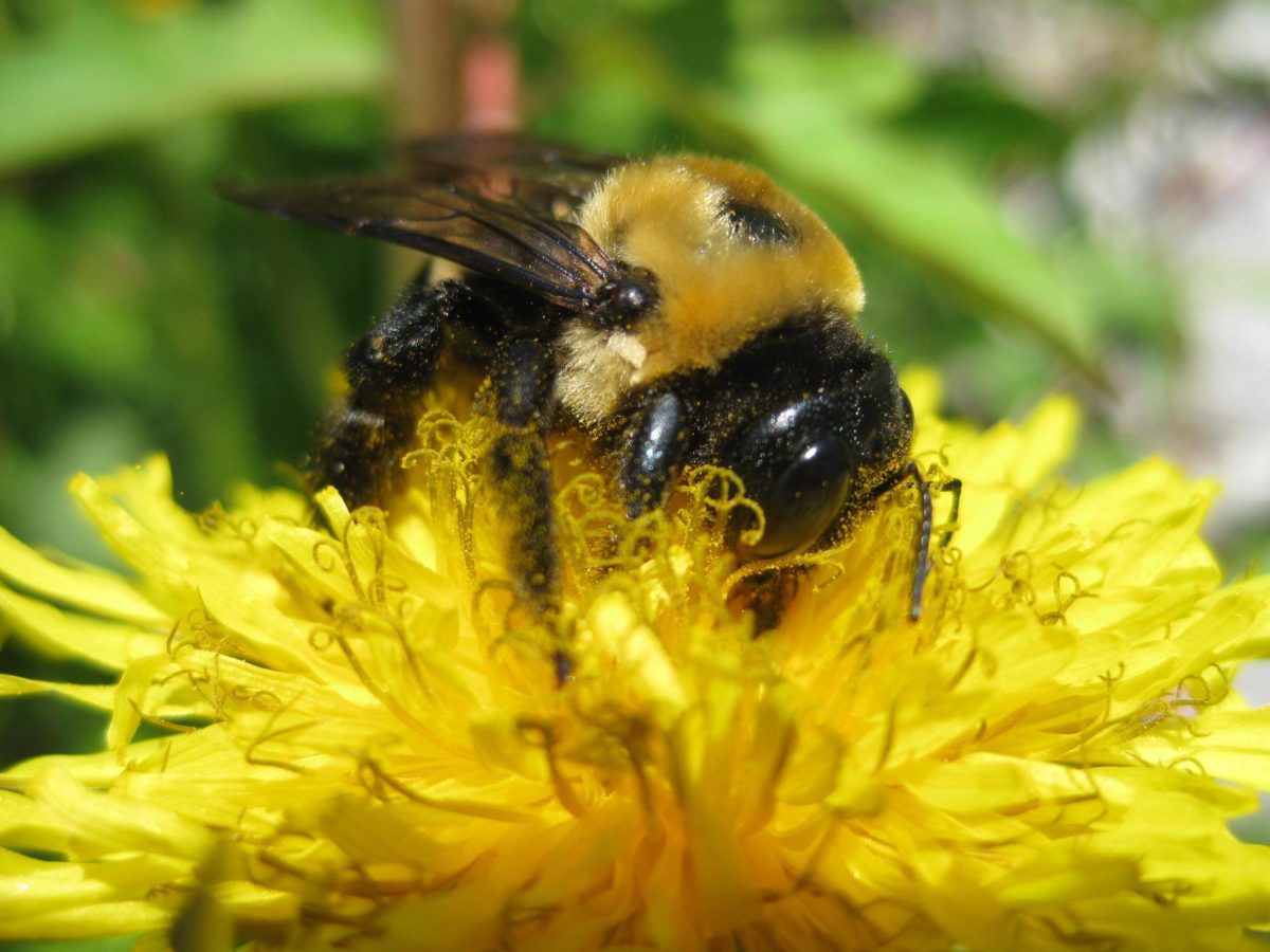 Treasuring Bees in the Garden - Fine Gardening