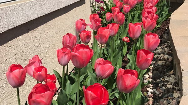 'Toki' clematis - FineGardening