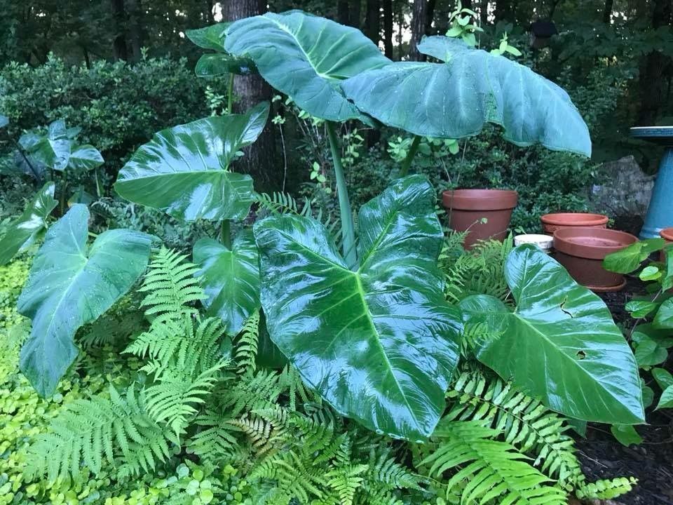 A Garden in 40 Shades of Green - Fine Gardening