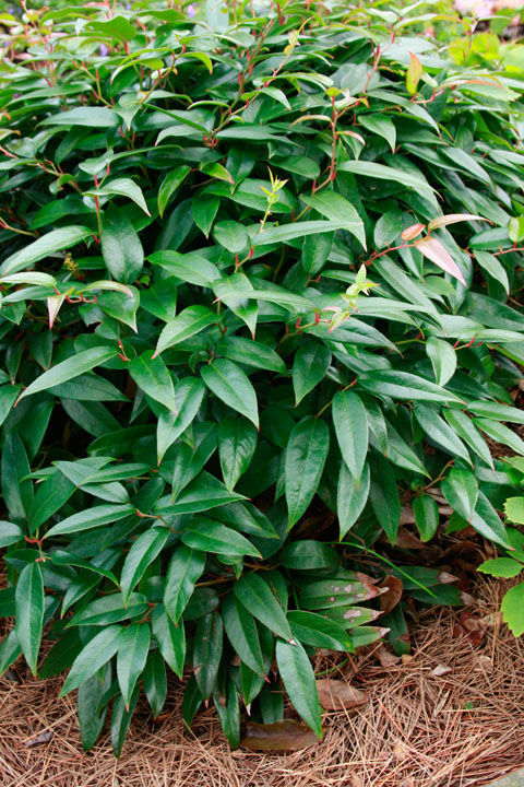 Episode 26: Broadleaf Evergreens - Fine Gardening