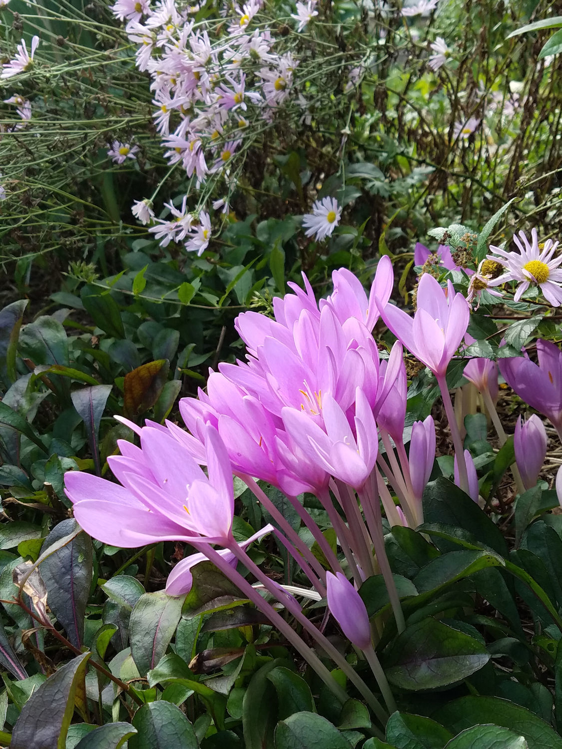 Fabulous Fall Colchicums - Fine Gardening