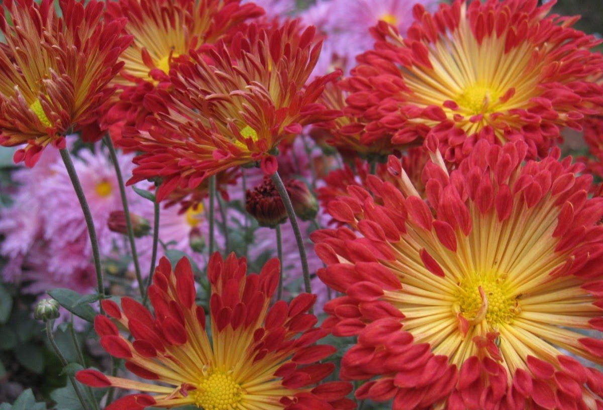 Growing the Best Mums - Fine Gardening