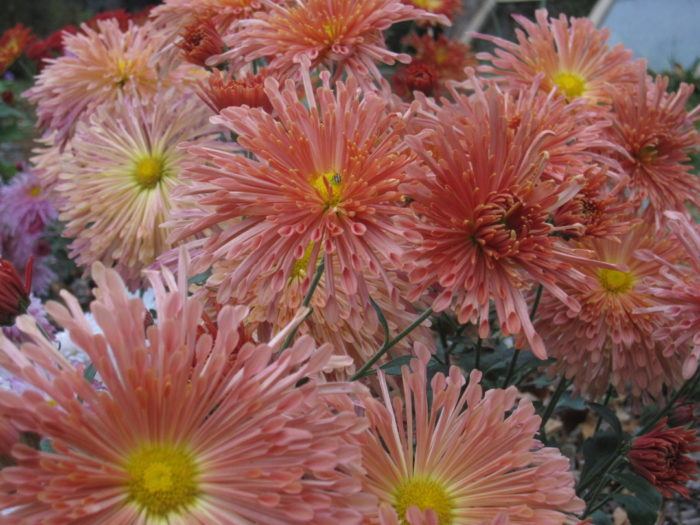 Growing the Best Mums - Fine Gardening