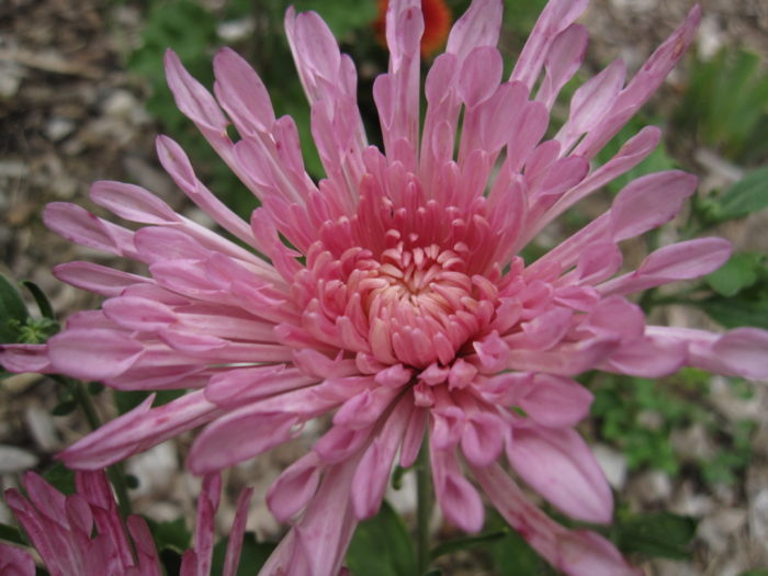 Growing the Best Mums - Fine Gardening