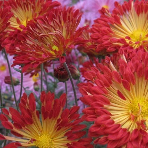 Growing the Best Mums - Fine Gardening