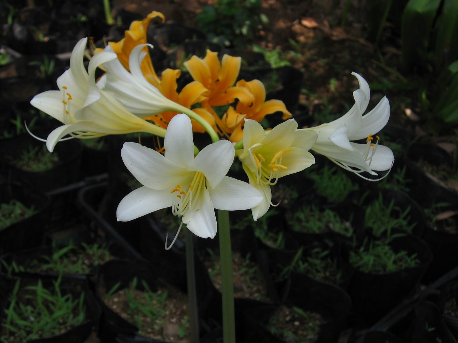 Bring Color to the Fall Garden With Surprise Lilies - Fine Gardening